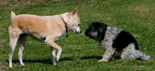 These Photos of Dogs Greeting Their Friends (& Other Objects) Will Make ...