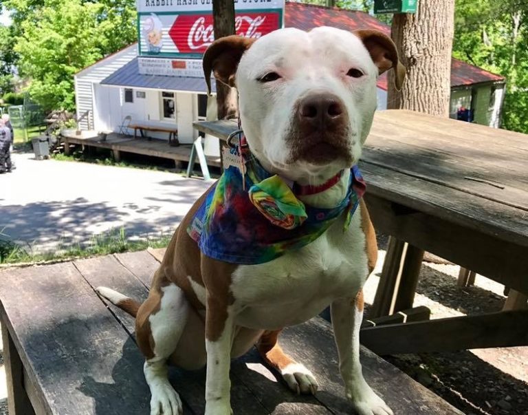 Rescued Pitbull Becomes Town Mayor of Rabbit Hash in Kentucky