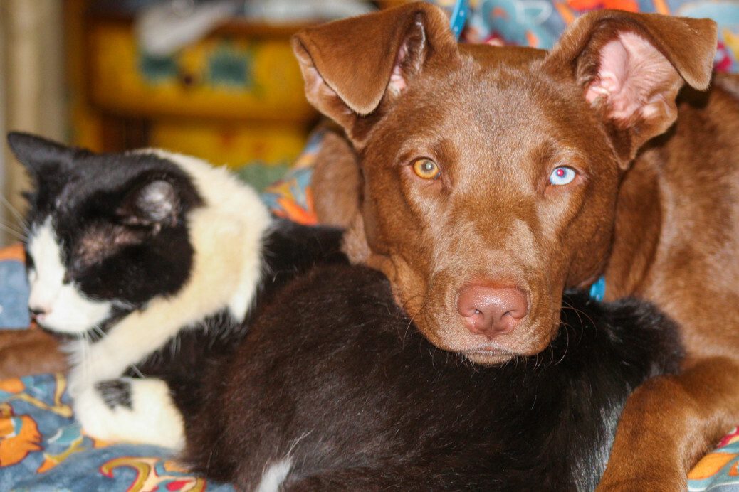 Why Do Some Dogs Have Different Coloured Eyes? (Heterochromia Explained)