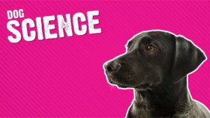 Dog Science: New Scientific Discoveries About Dogs