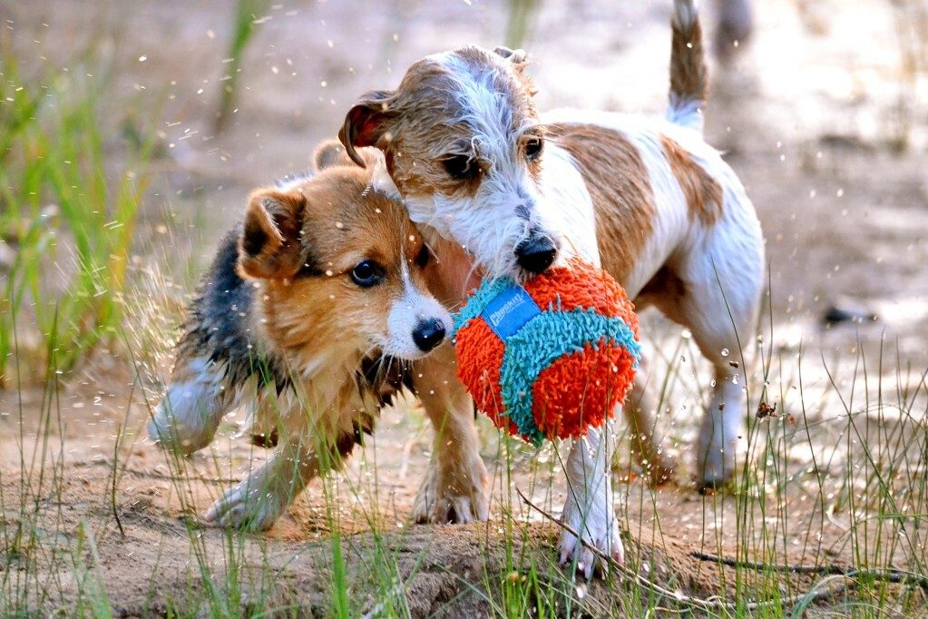 best-indestructible-dog-toys-2021-guide-updated-april-2022