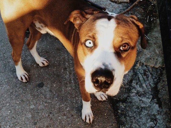 Why Do Some Dogs Have Different Coloured Eyes? (Heterochromia Explained)